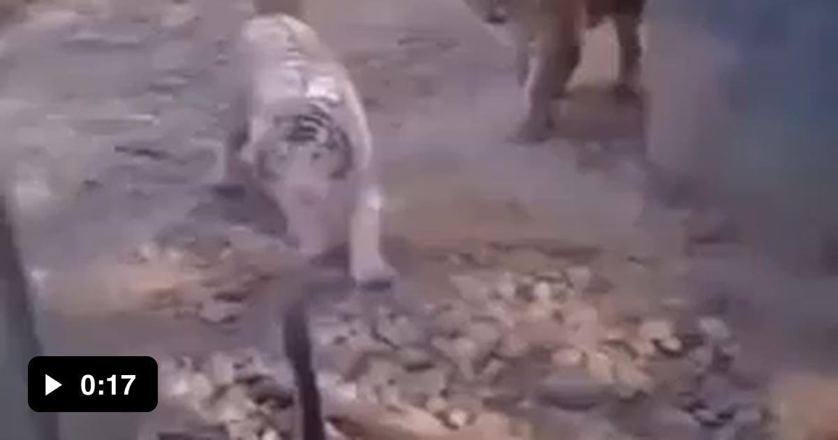 Two tigers,...Eh, Bring it on - 9GAG