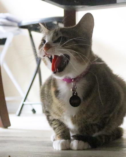 Perfect yell and tongue formation. - 9GAG