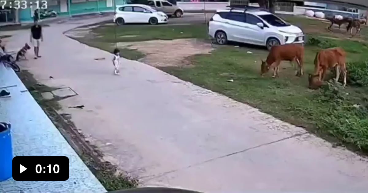 Family dog chase off a cow that attacking toddler in Thailand. - 9GAG