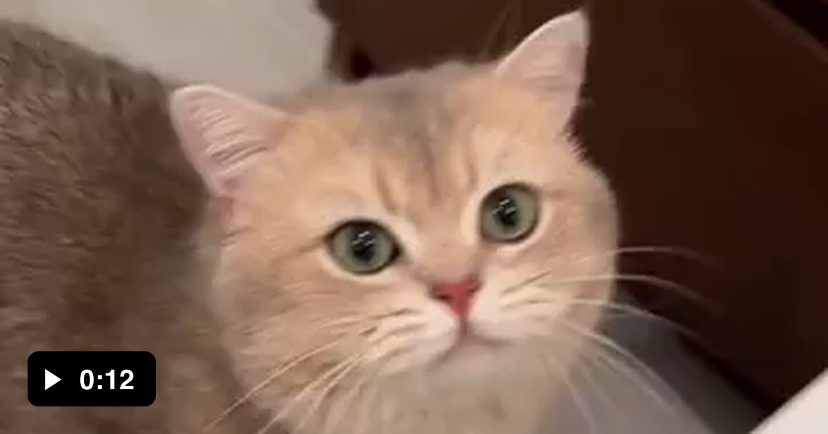 The singer cat - 9GAG