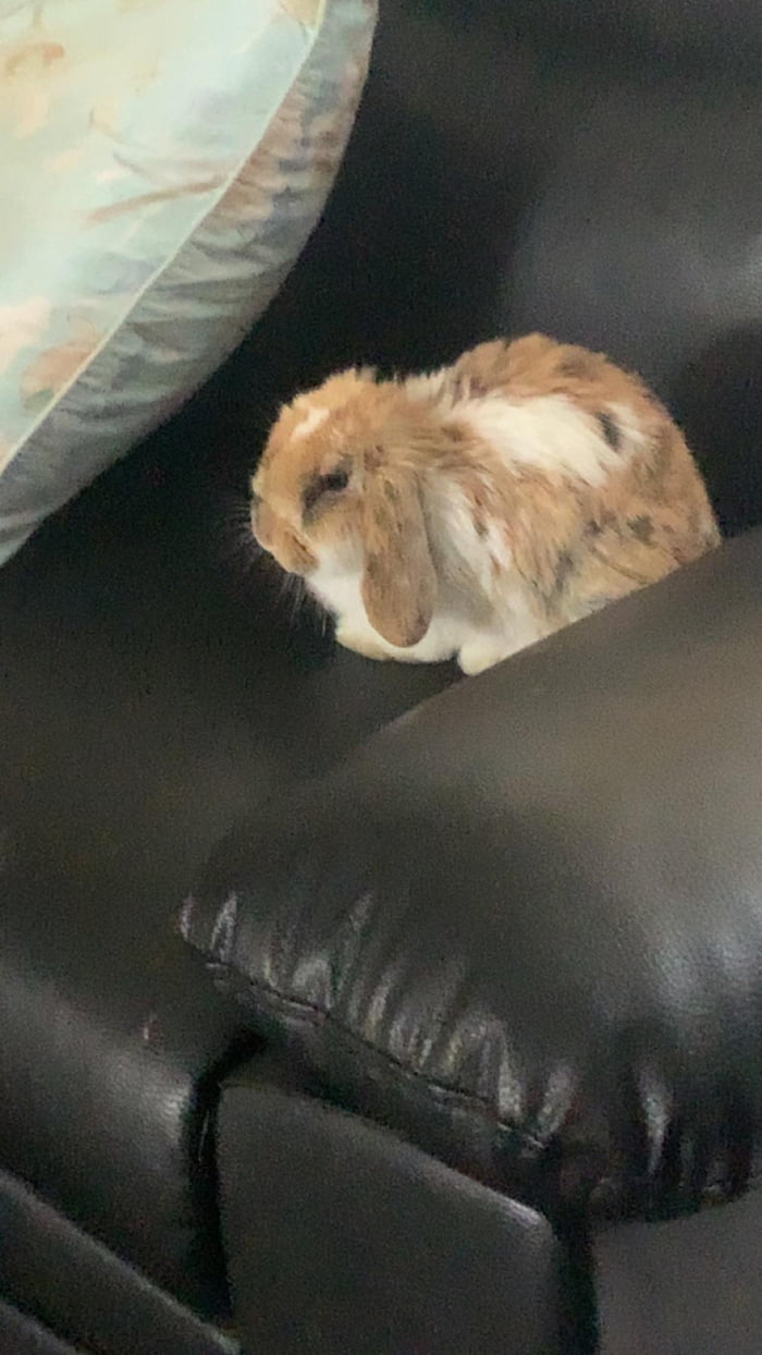 Bunnny - 9GAG