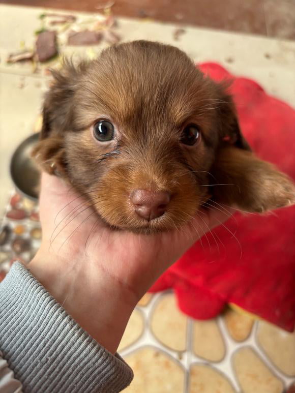 Very good puppy - 9GAG