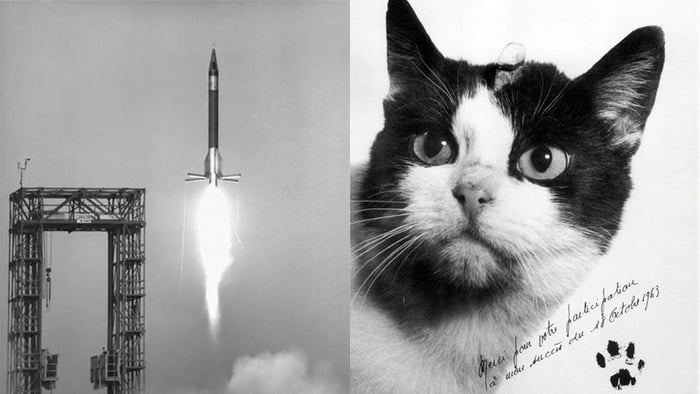 Felicette, the first cat in space, 18/10/1963. - 9GAG
