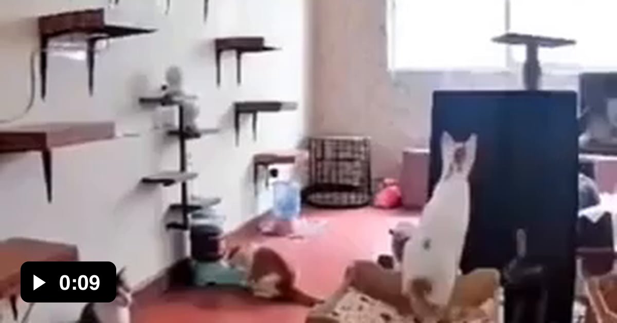 Cat chain reaction - 9GAG