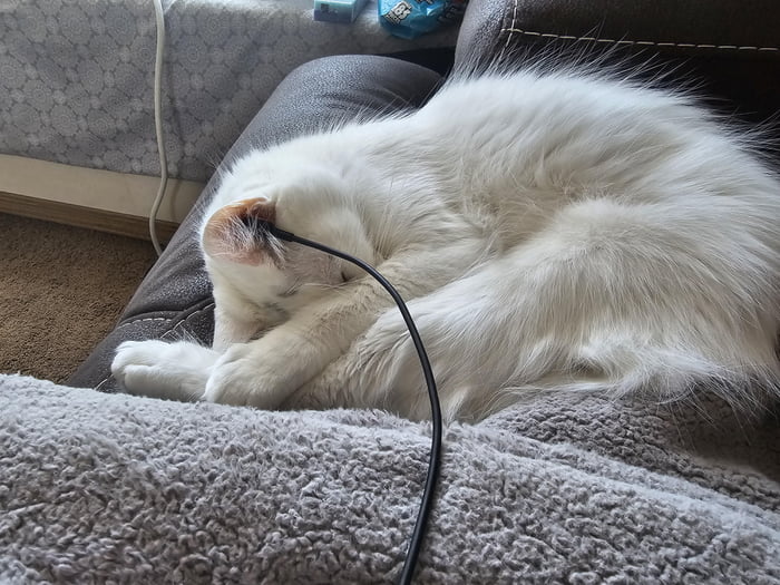 Don't forget to charge your cat every once in a while - 9GAG
