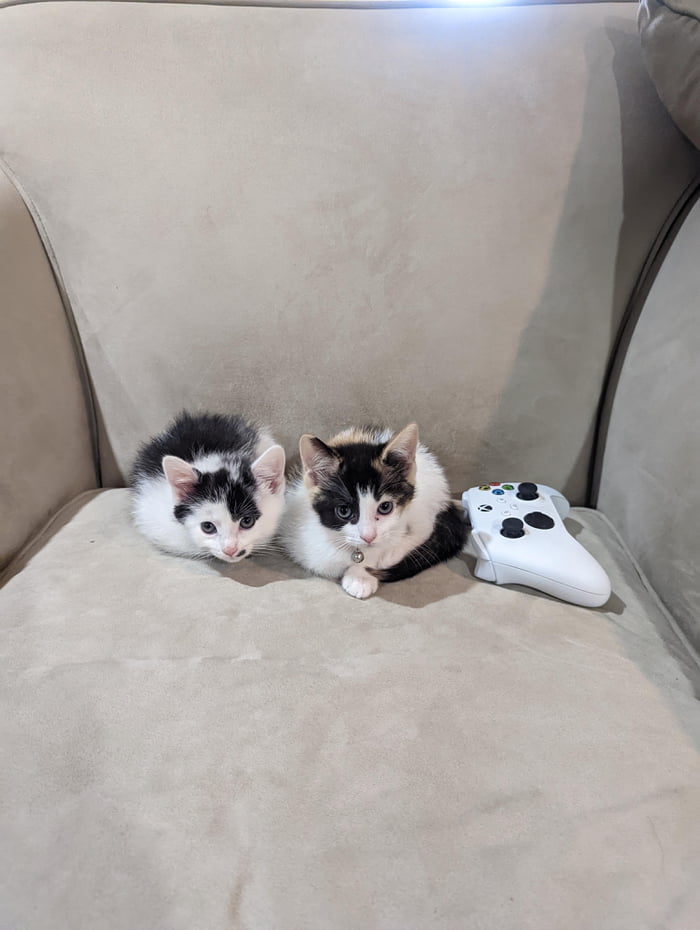 Smol cats Xbox controller for size - 9GAG