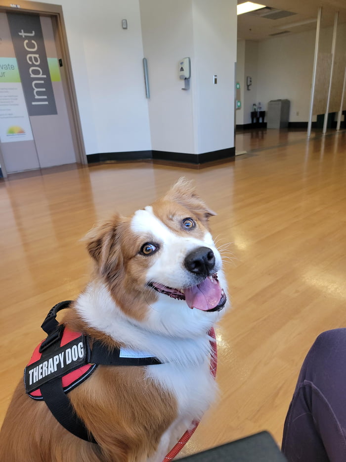 Spreading love and floof - 9GAG