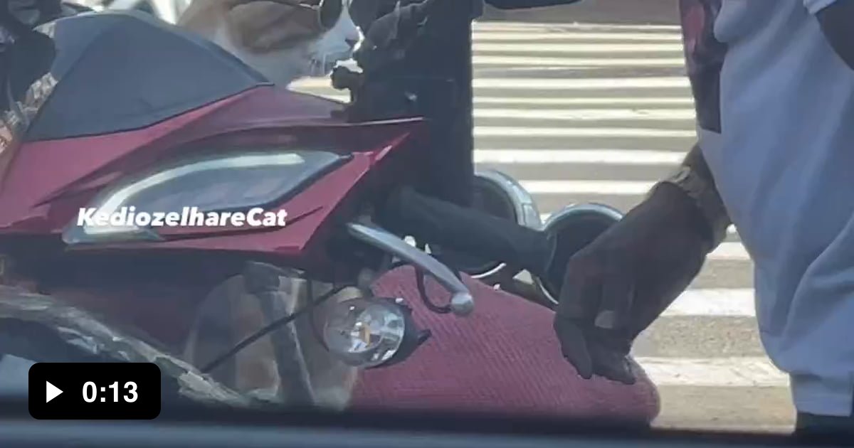 Meow meow n.. - 9GAG