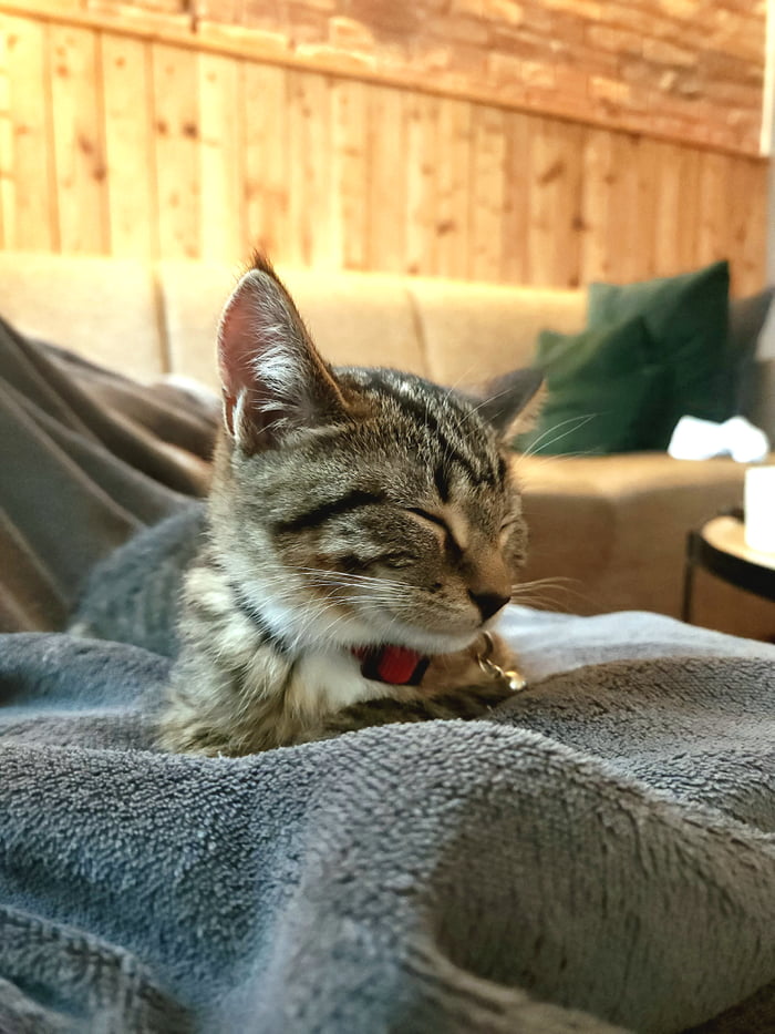 Yuki the smiling catto - 9GAG