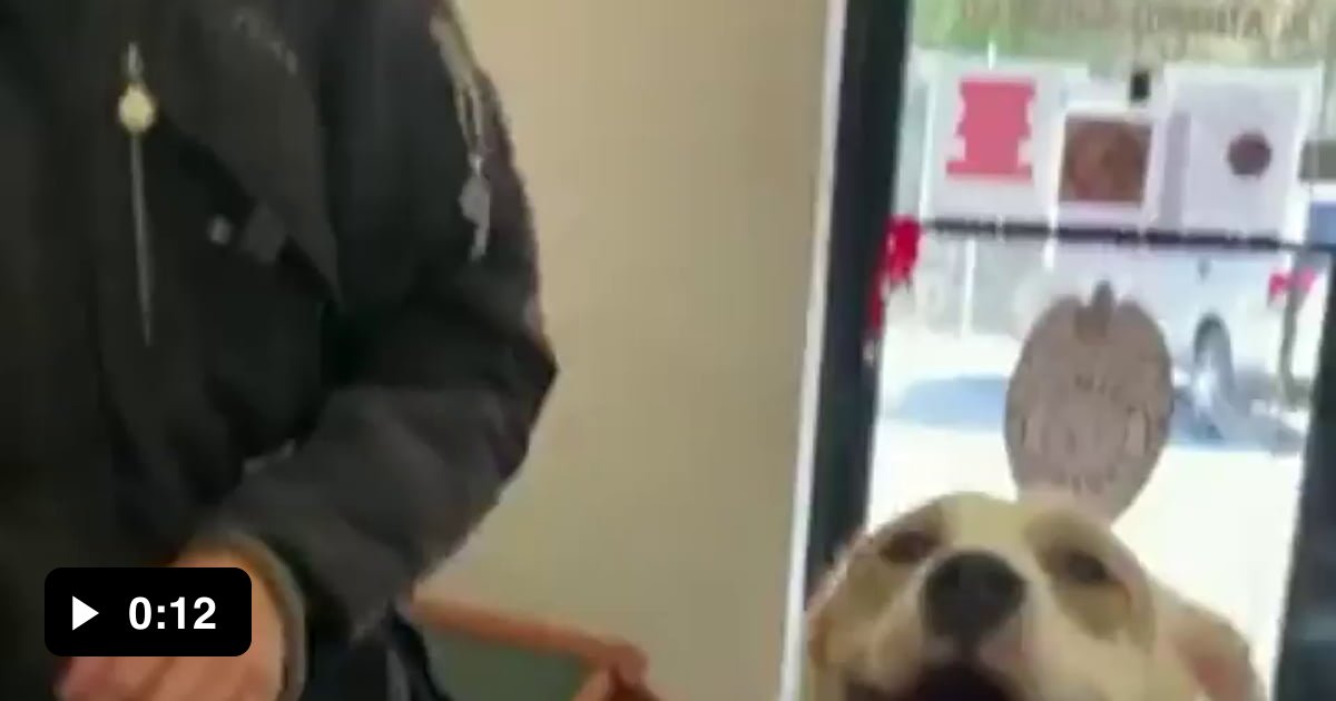 Shelter Pupper adopts a new human! - 9GAG