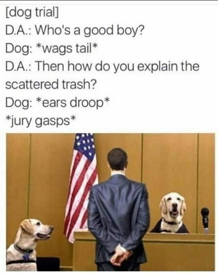 Dog - 9GAG
