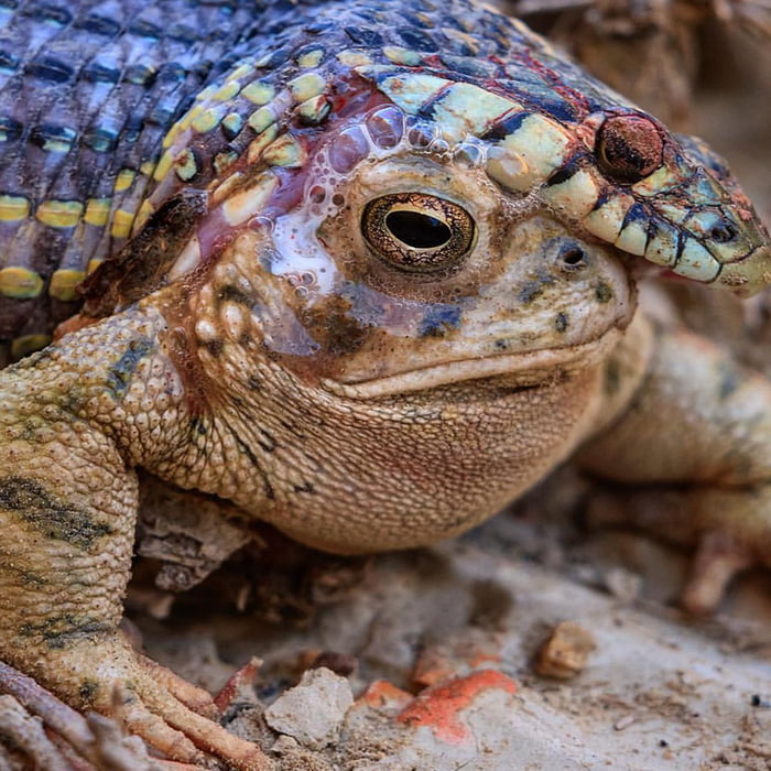 Snake dies while trying to eat a poisonous toad - 9GAG