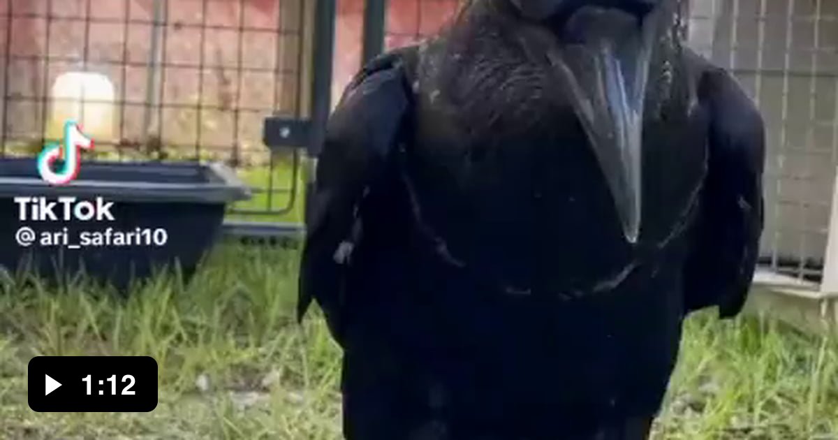 This MF are partots, emo parrots! - 9GAG