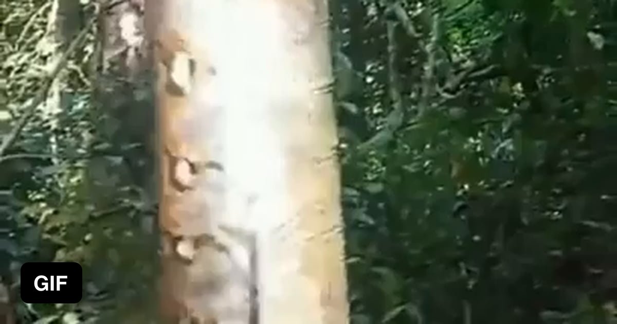 How does a reticulated python climb trees? This is how. - 9GAG