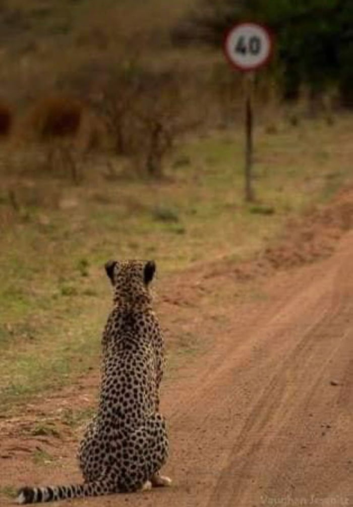 Leopard confused to see the speed limit ! - 9GAG