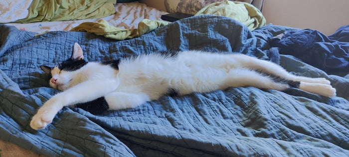 My long boi cat - 9GAG