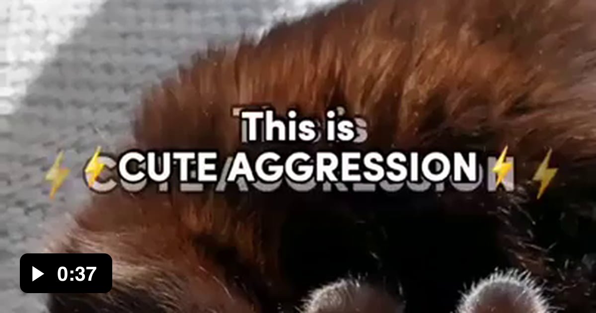 So much Cute Agression - 9GAG