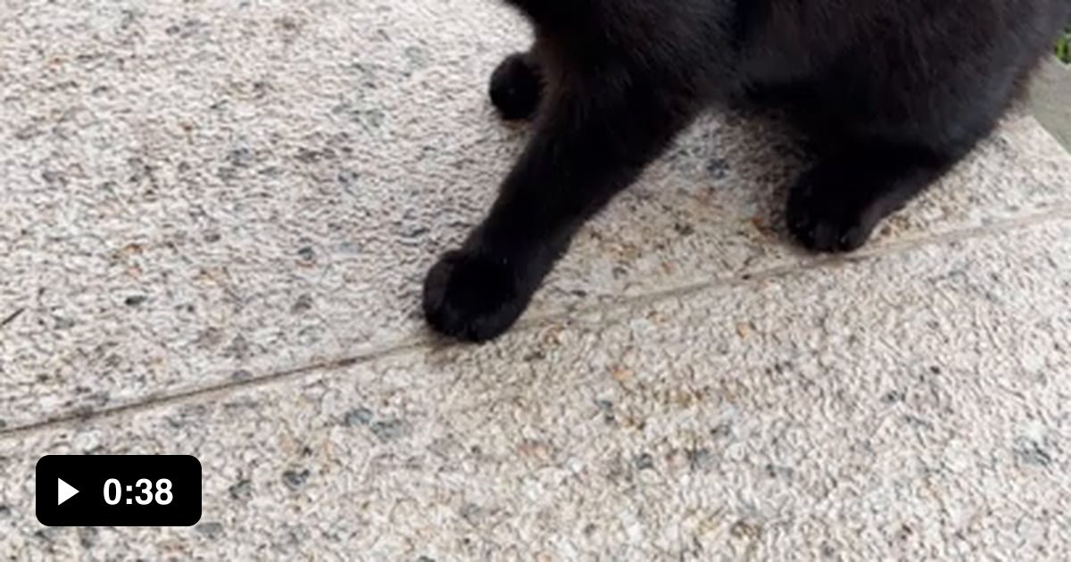 When you yell at the void it meows back - 9GAG