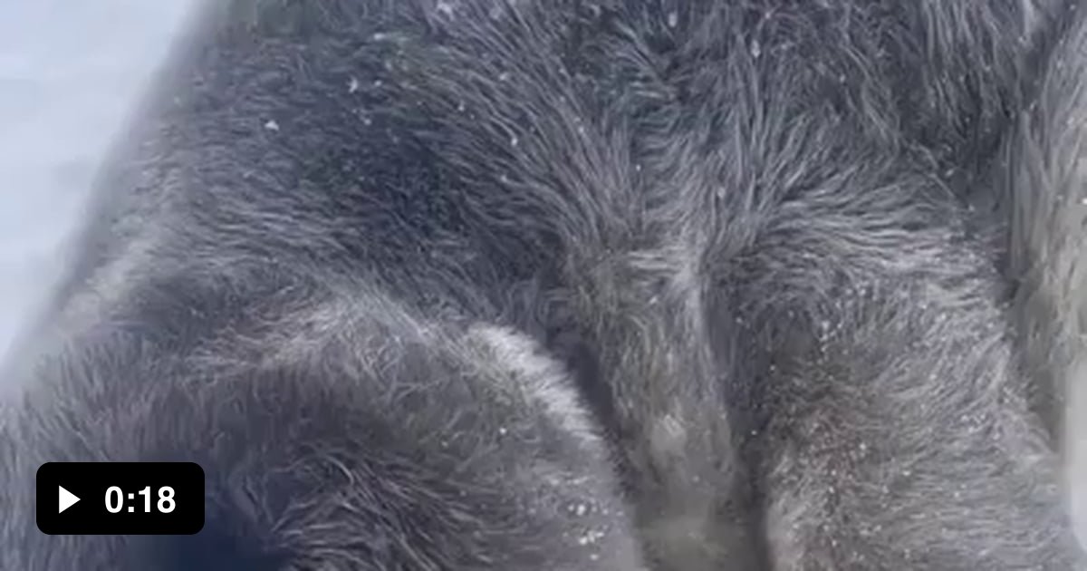 Seal pup vocalization - 9GAG