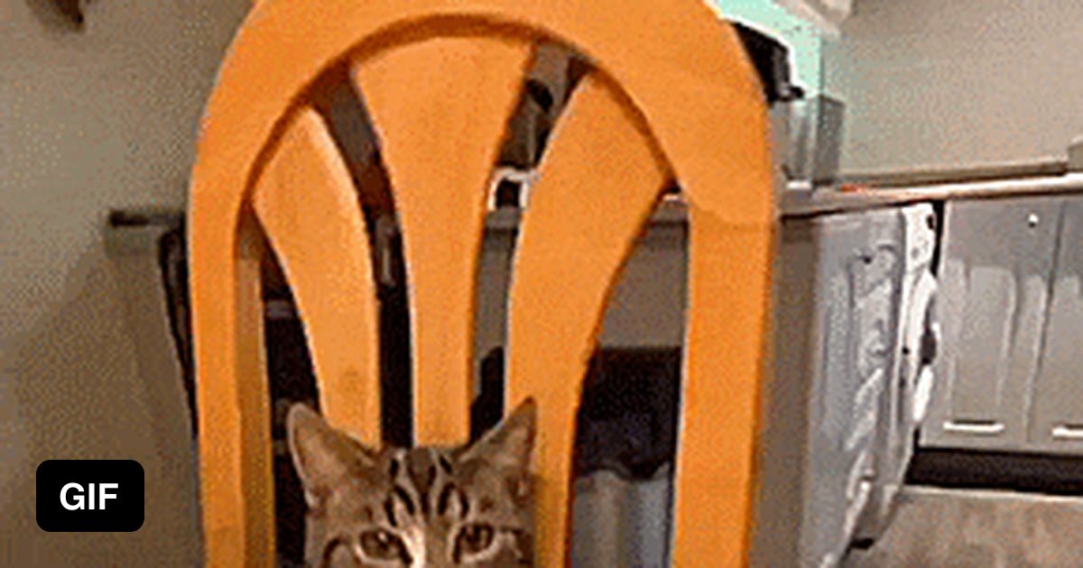 The way the cat grabbed the cheese puff - 9GAG
