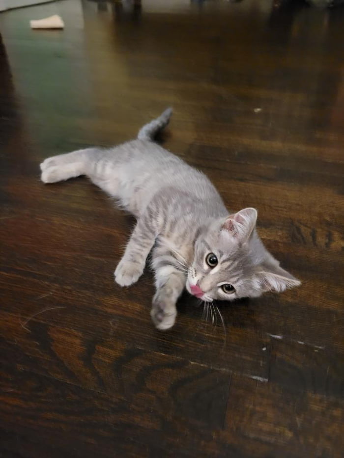 The little blep ️ ️ - 9GAG