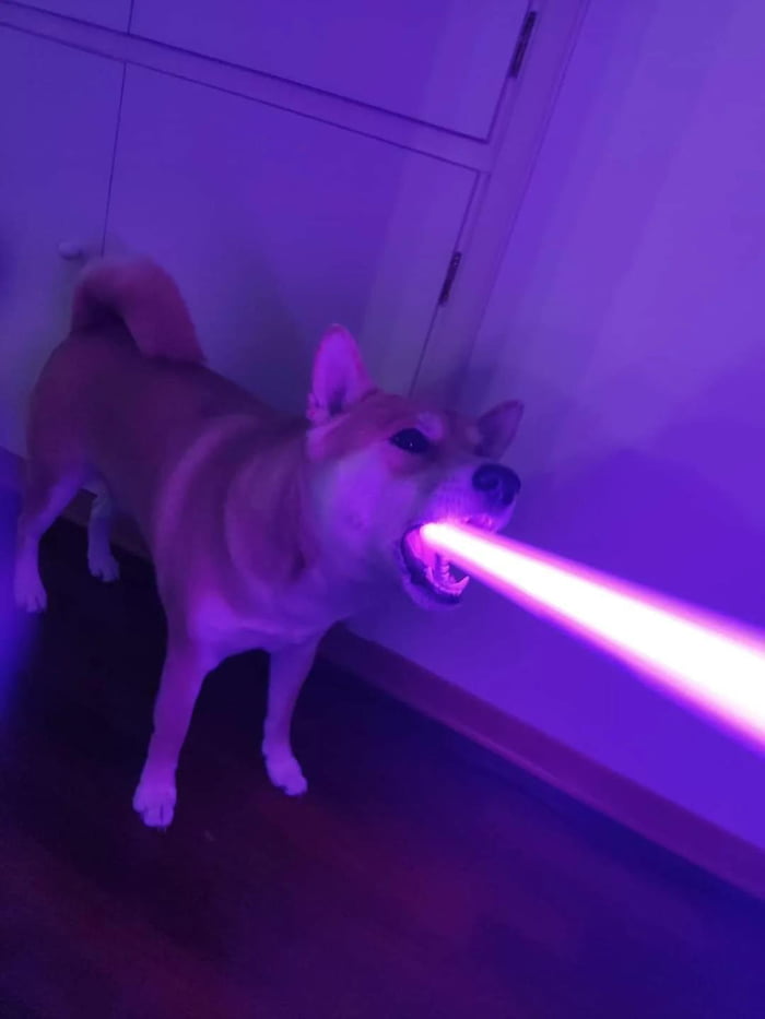 Dogelight, one with sith lord powers - 9GAG