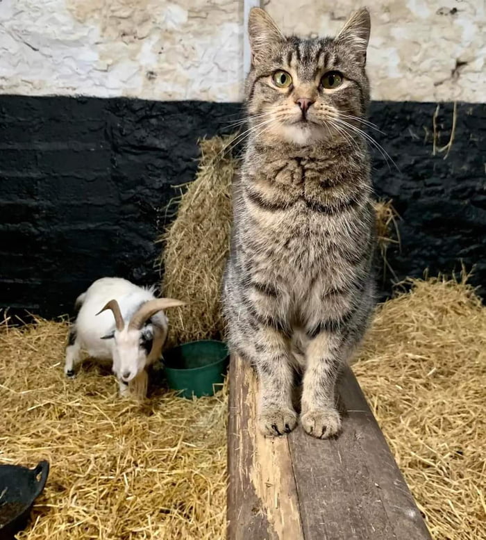 Just a cat and its goat friend - 9GAG