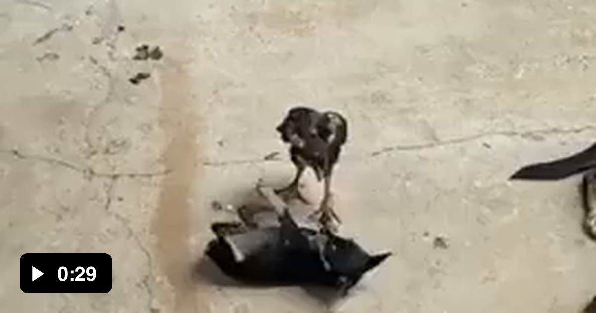 An aggressive chickens on the counterattack. - 9GAG