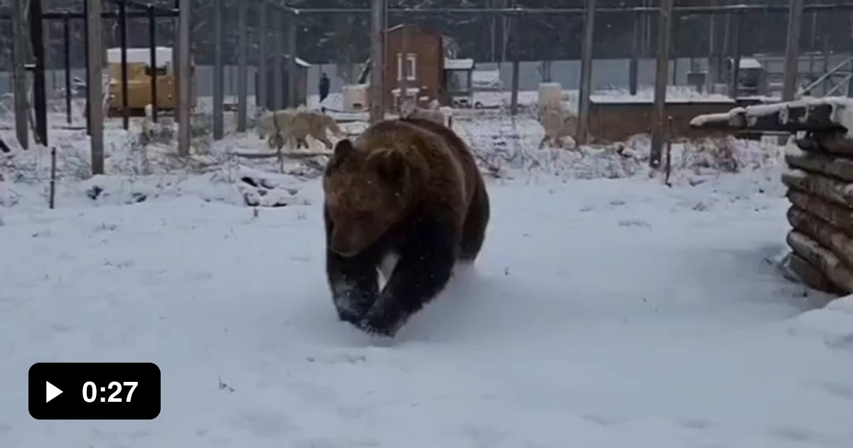 Bear want to play with - 9GAG