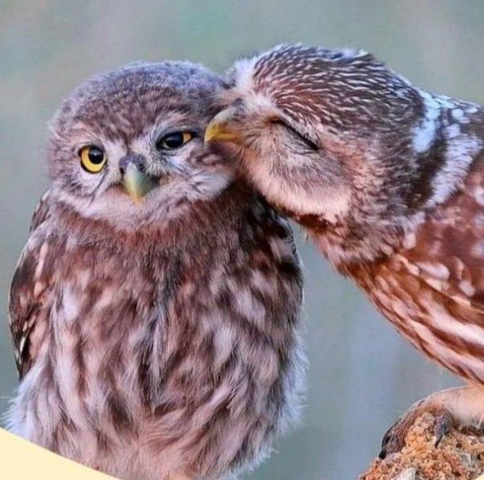 "Come On Darling...Just A Little Peck"... - 9GAG