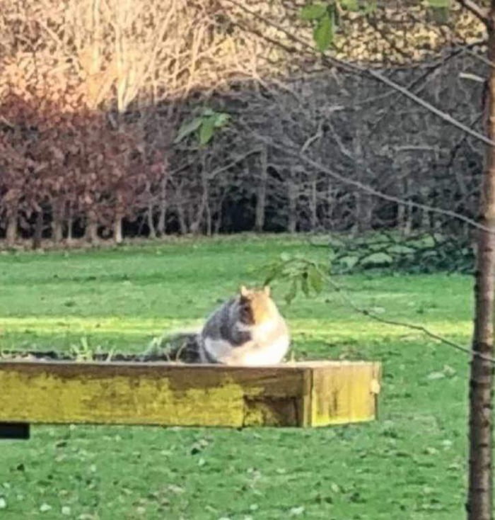 Chonky Squirrel - 9GAG