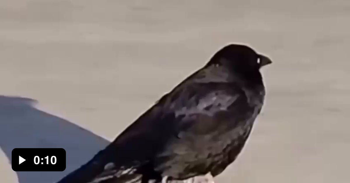 Bird with balls - 9GAG