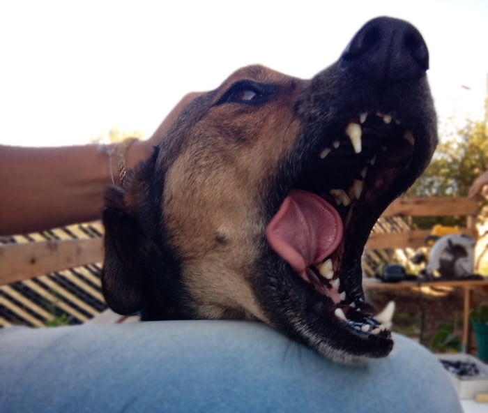 Yawning dawg - 9GAG