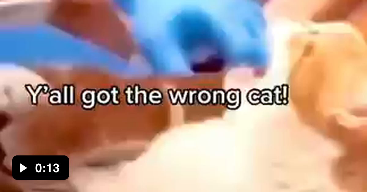 Yo got da wrong cat! - 9GAG