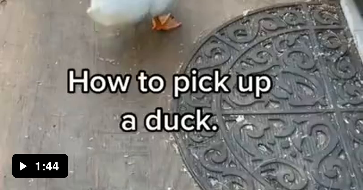 Tutorial: How to pick-up a duck. - 9GAG
