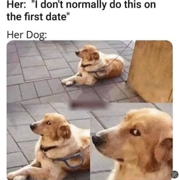 Dogs don't lie ! - 9GAG