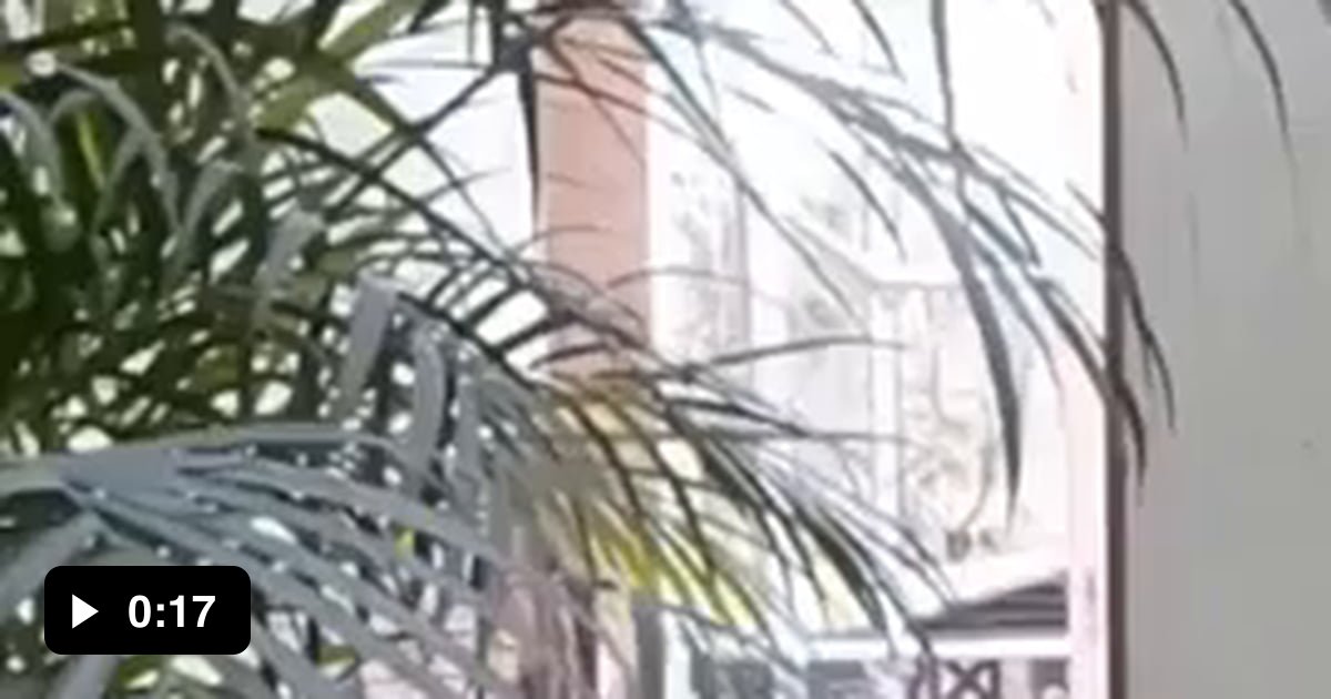 Shoebill stork performing its mating call by clacking the upper and lower bill together rapidly ...