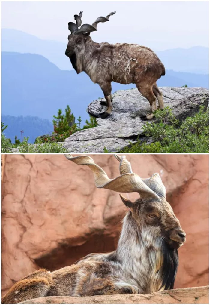 The Markhor is an exotic wild goat, also known as a “screw horn goat ...