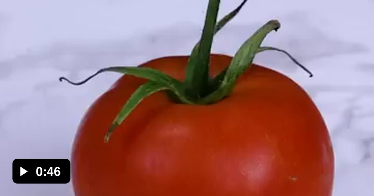Tomato Slice to Seedling Time Lapse - 9GAG