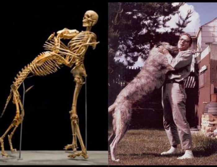 Grover Krantz was an anthropologist who donated his body to the ...