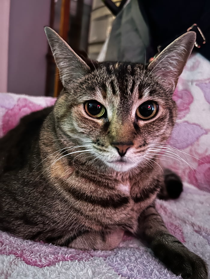 Cat, mines. Also just a test to see if I can post. K bye - 9GAG