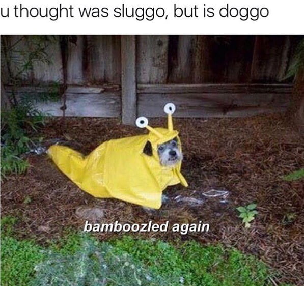 Sluggo or doggo - 9GAG
