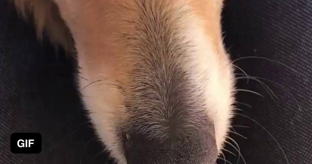 Undercover doggo - 9GAG