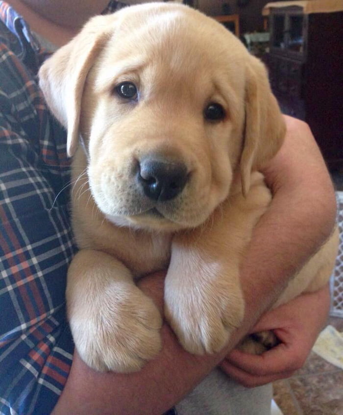 My doggo Hank, as a pupper. - 9GAG