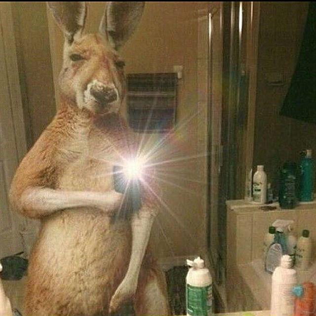A kangaroo taking a selfie. - 9GAG