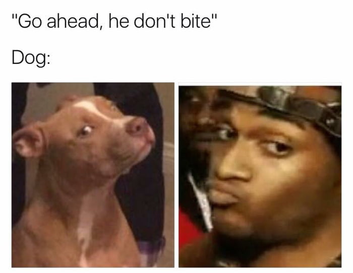 Does your dog bite? - 9GAG