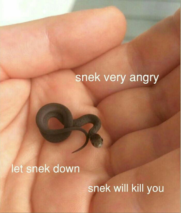 Check out tiny snek comics on fb - 9GAG