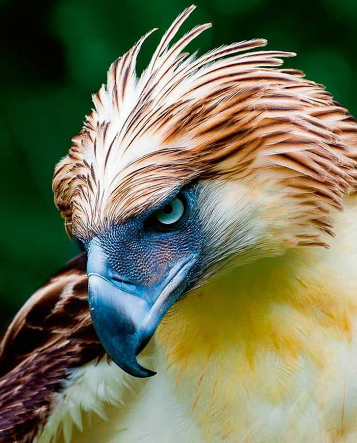 Philippine eagle's blue face.. - 9GAG