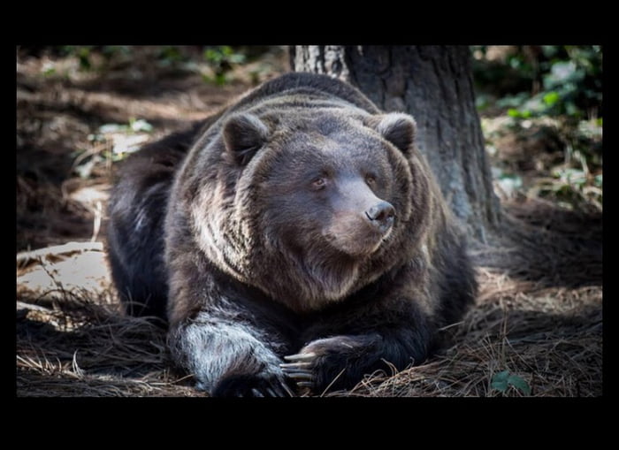 Smiling bear. Smiling bear ? Hum - 9GAG