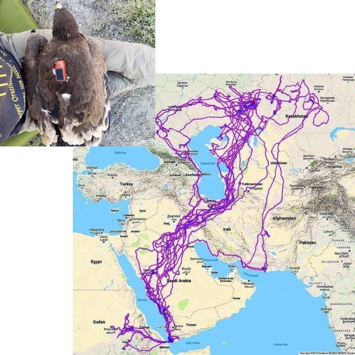 This map shows the movement of an Eagle over a twenty year period using ...